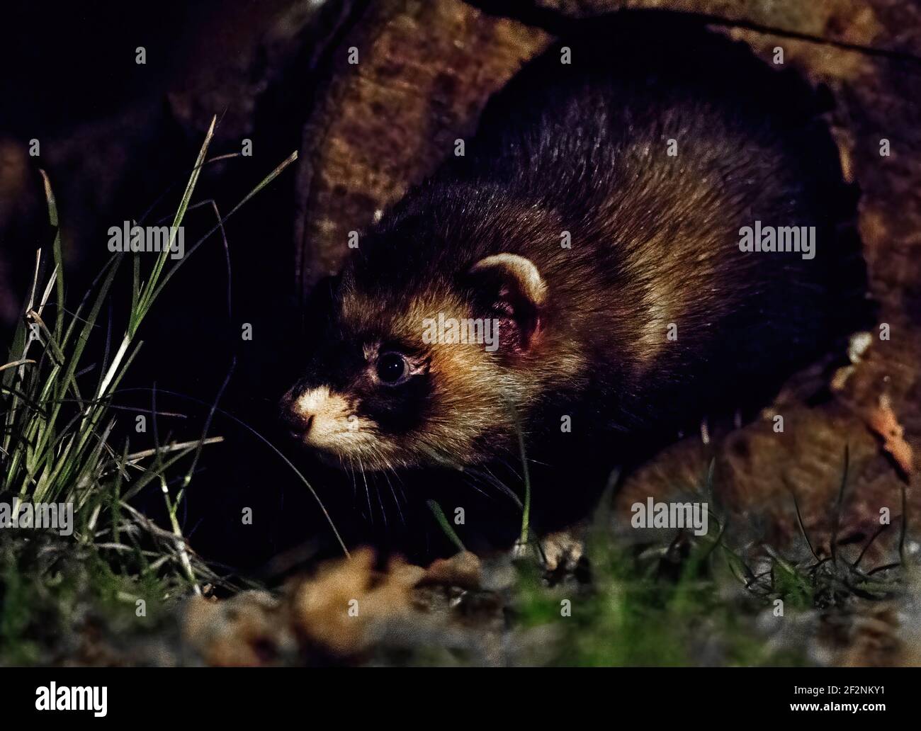 European polecat (Mustela putorius Stock Photo - Alamy
