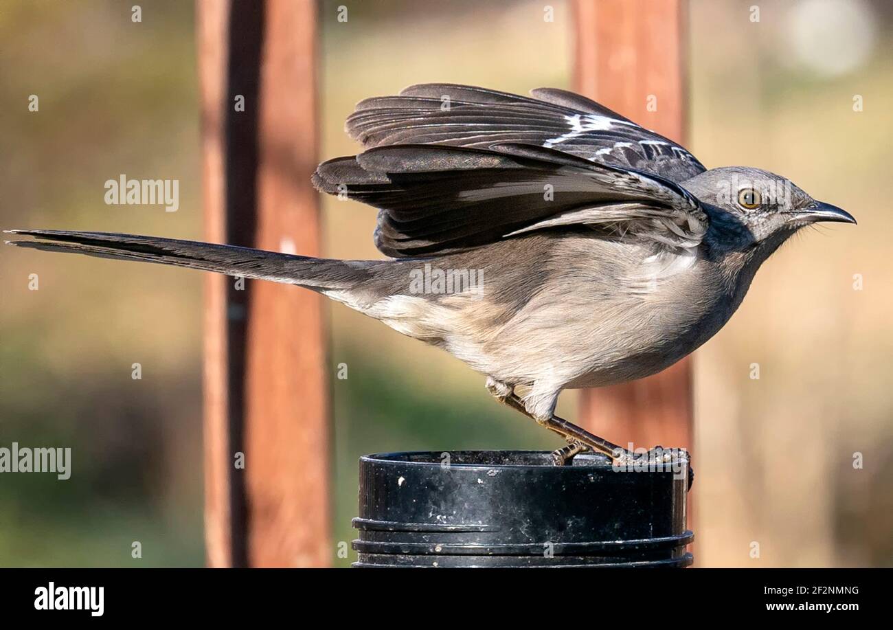Northern Mockingbird alights on a garden bird feeder Stock Photo - Alamy