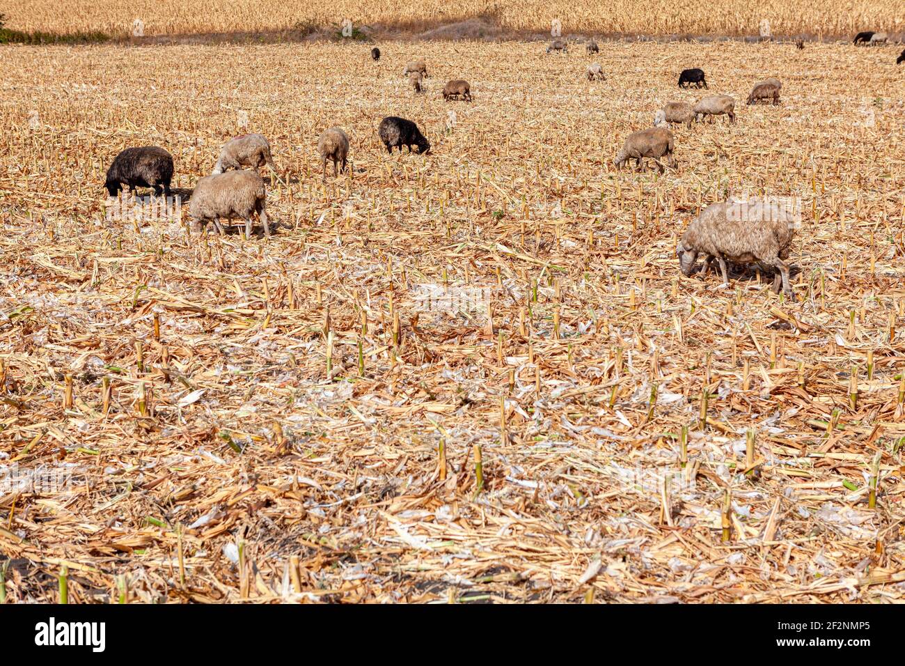Sheep grazing on the cornfield . Farm animals feeding Stock Photo - Alamy