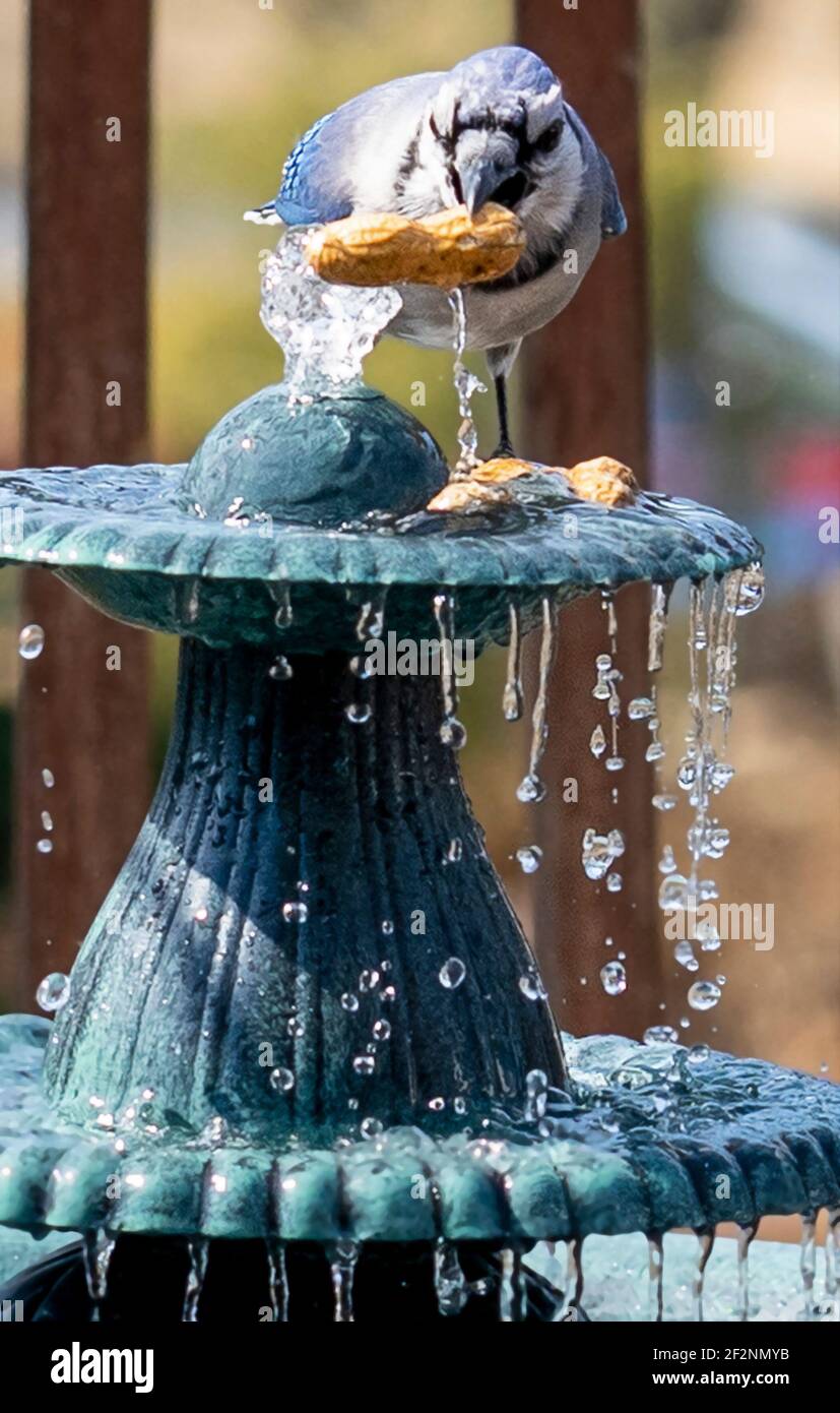 Bluejay finds a tasty peanut in the garden fountain Stock Photo - Alamy