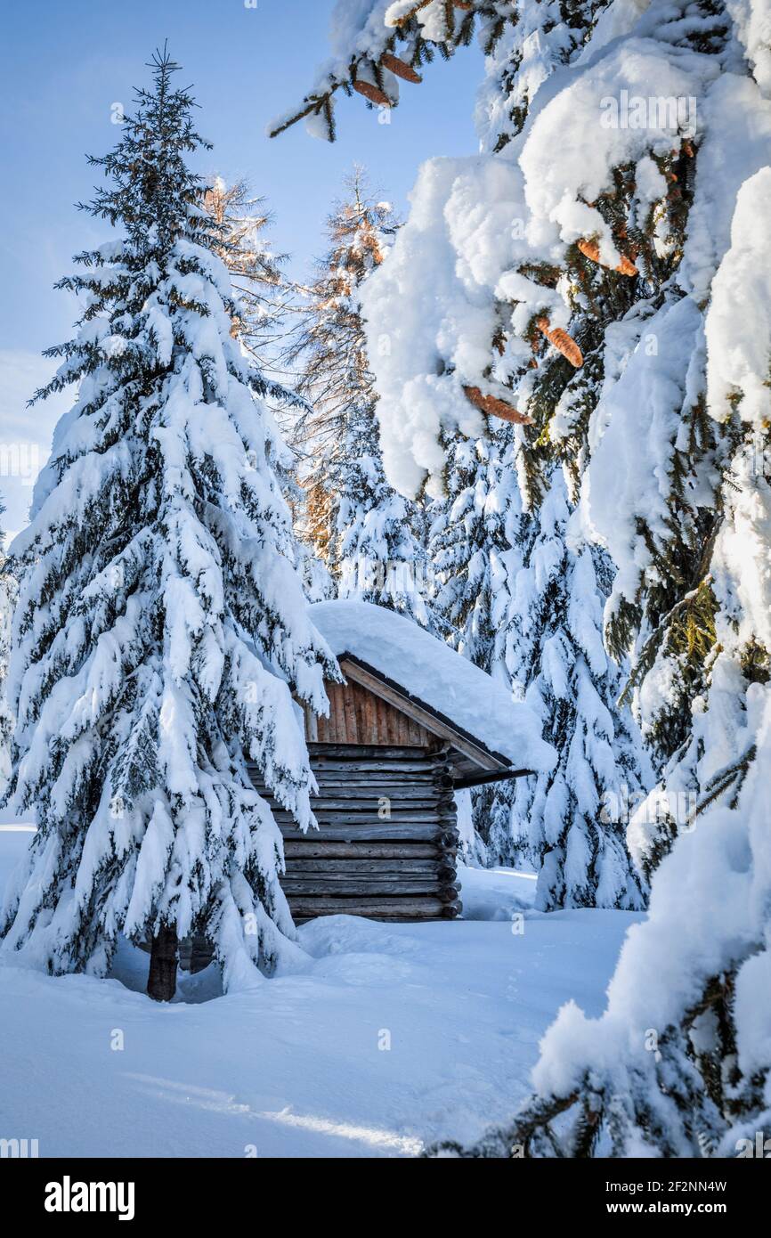 small traditional semi-hidden log cabin in a forest of tall fir trees ...