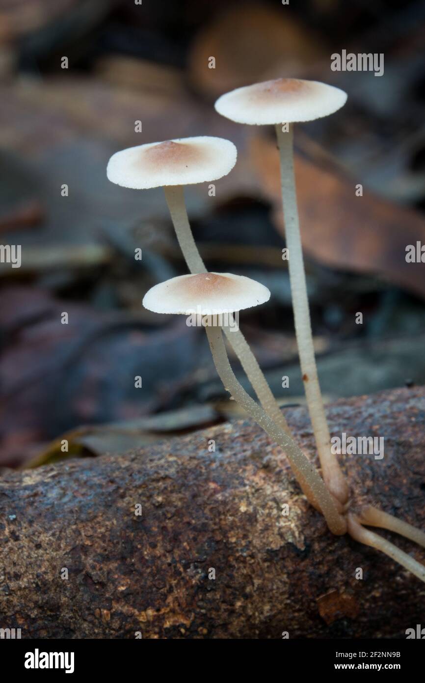 Luminous Porecap (Favolaschia manipularis) fungi growing on log amongst ...