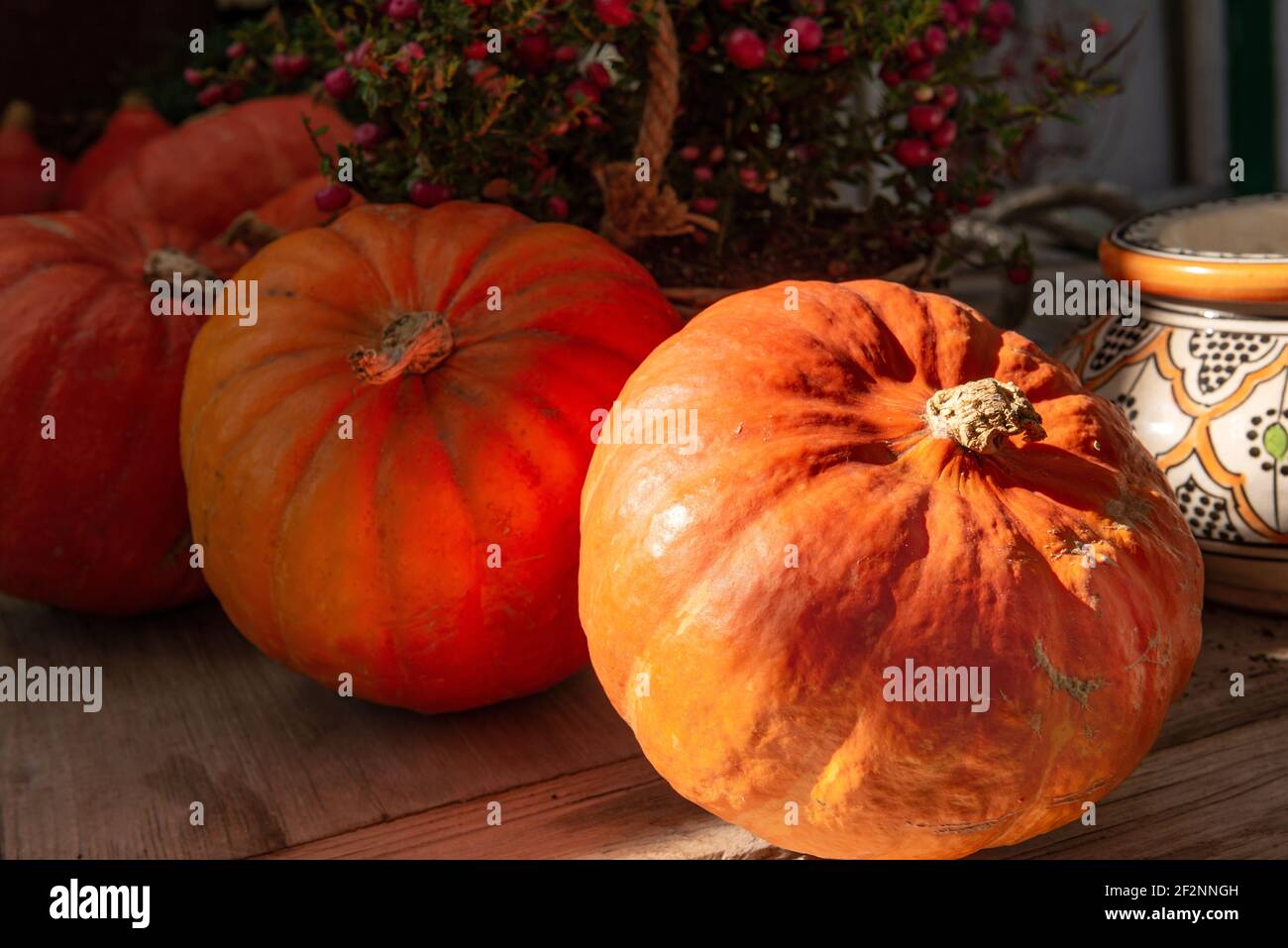 Pumpkin, Cucurbita pepo Stock Photo - Alamy