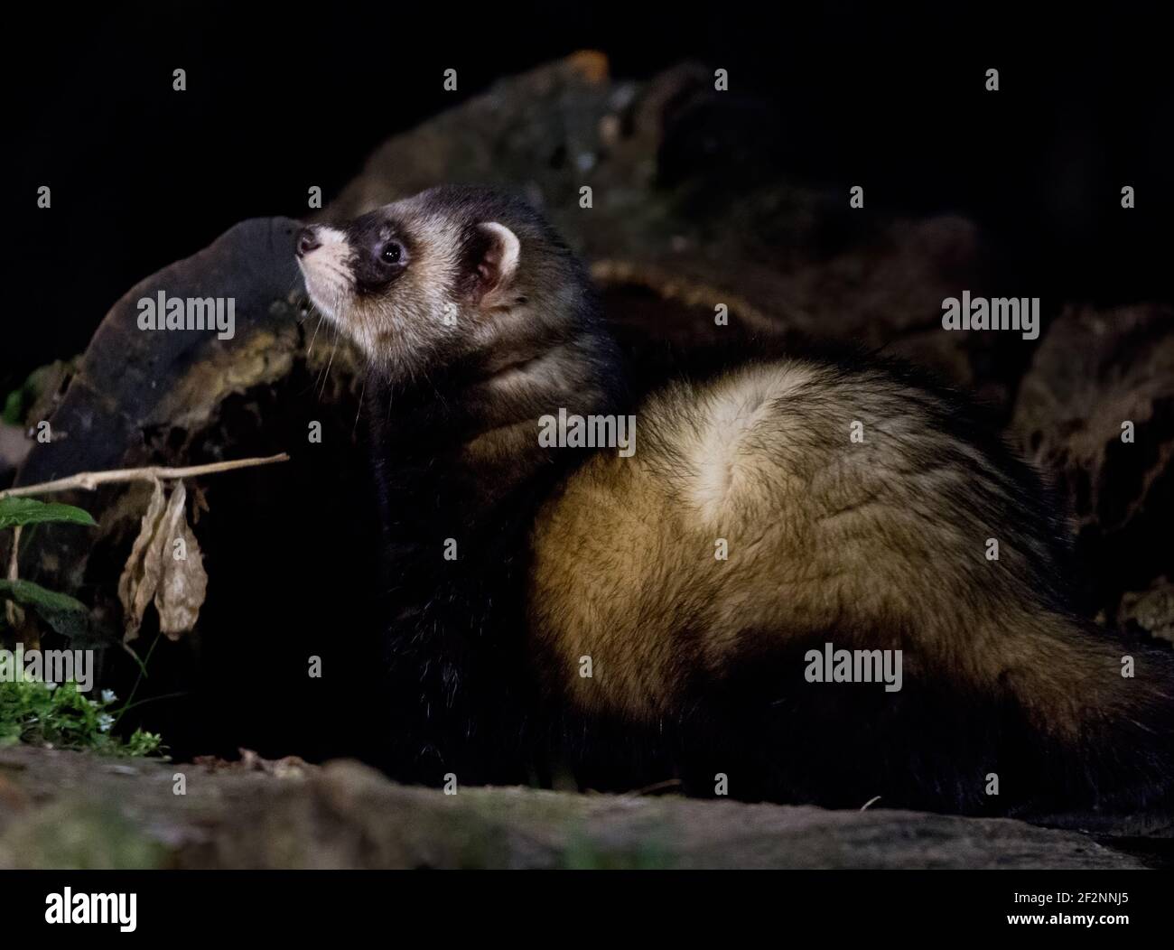 European polecat (Mustela putorius Stock Photo - Alamy