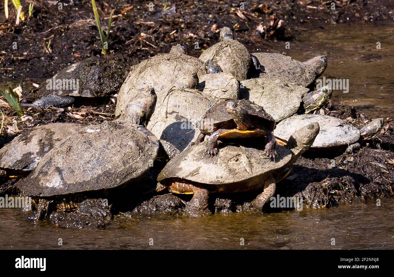 Group of turtles enjoy a mud bath in the sun Stock Photo - Alamy