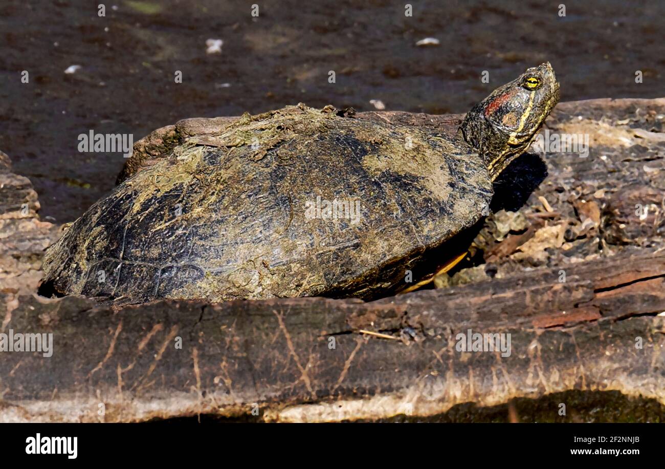 Slime bath hi-res stock photography and images - Alamy