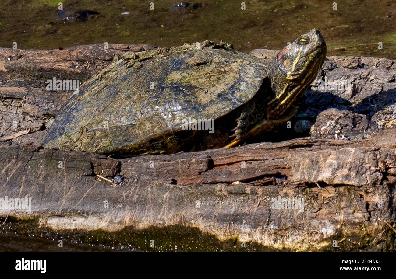 Slime bath hi-res stock photography and images - Alamy