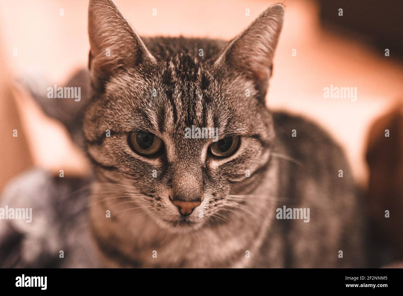 Portrait of a gray European shorthair cat with black stripes and green ...