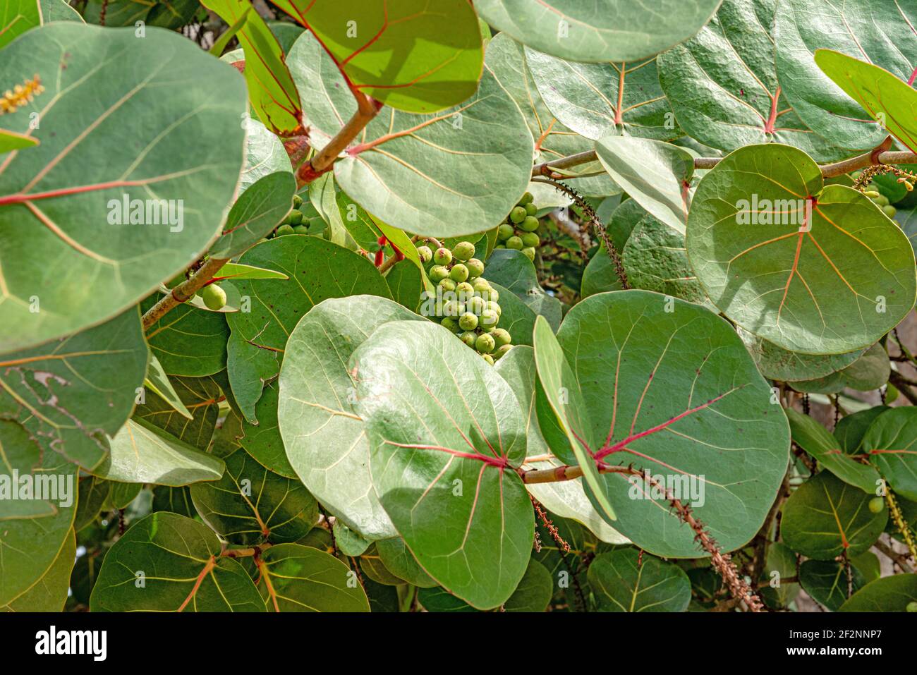 Sea grape tree or sea grape, Coccoloba uvifera, fruits are edible, Cuba ...