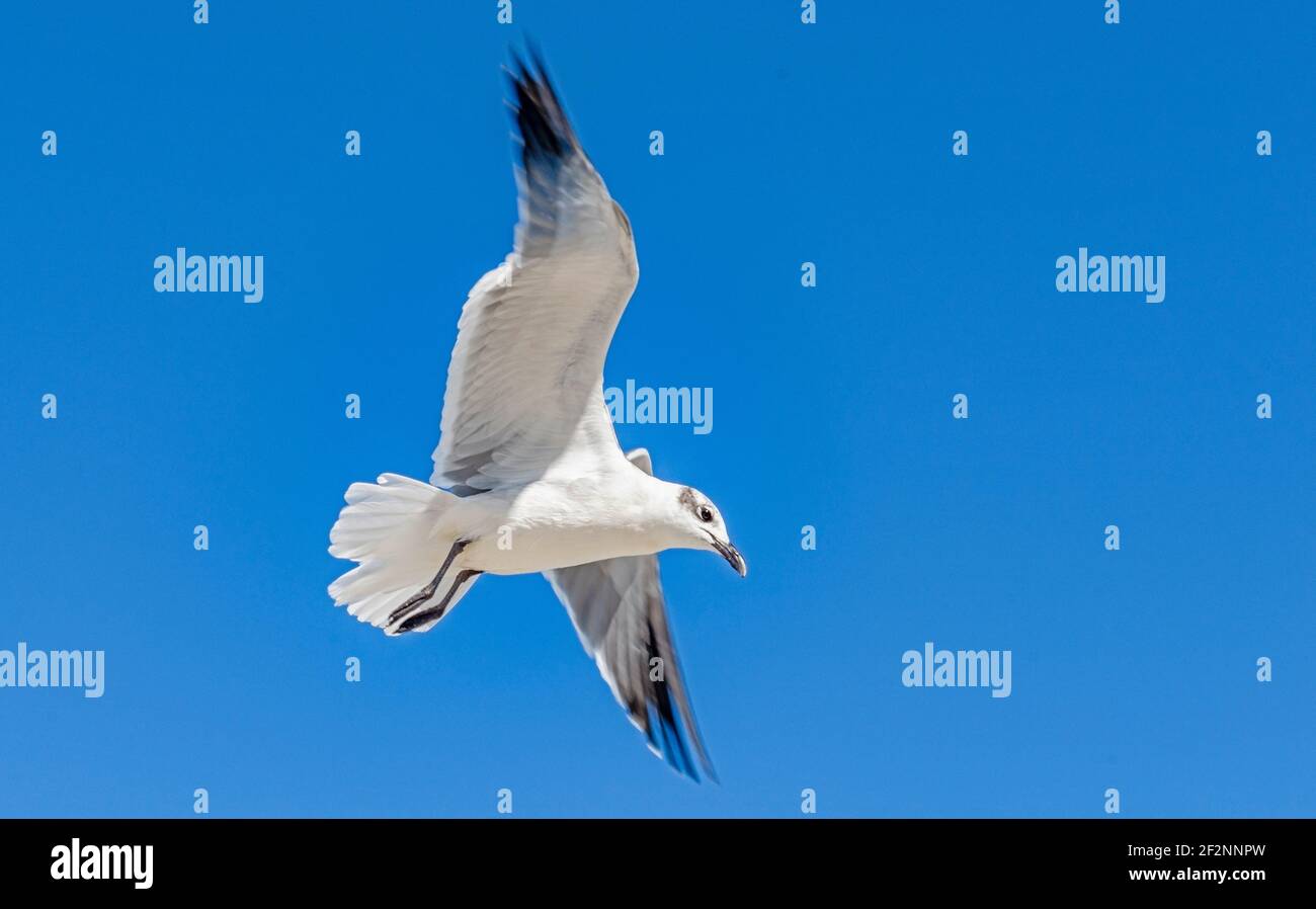 Larinae hi-res stock photography and images - Alamy