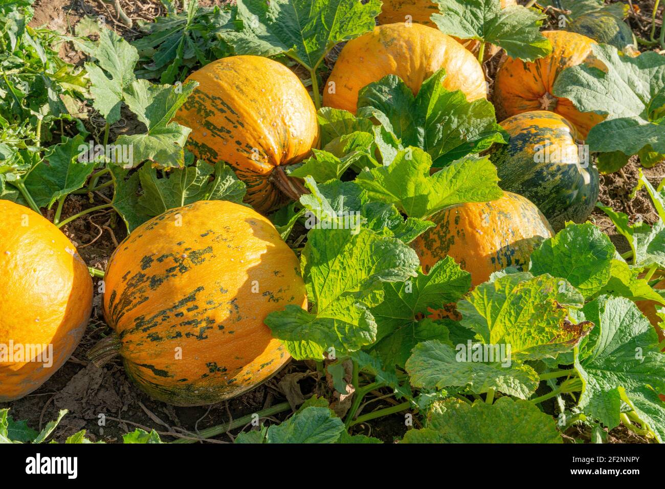 Cucurbita Pepo Pumpkin