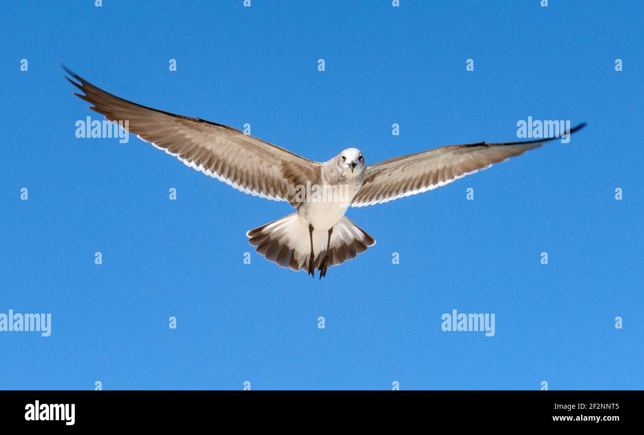 Anterior wings hi-res stock photography and images - Alamy