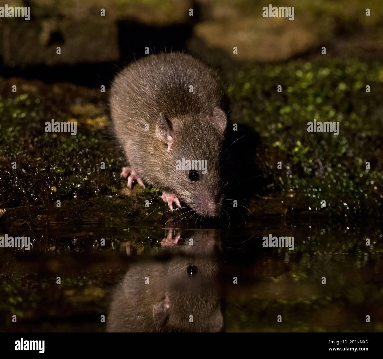 Brown rat (Rattus norvegicus Stock Photo - Alamy