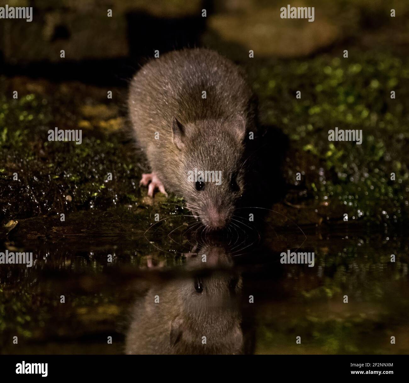 Brown rat (Rattus norvegicus Stock Photo - Alamy