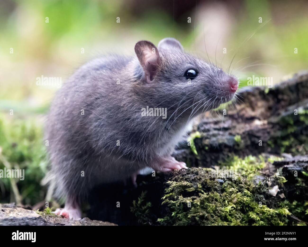 Brown rat (Rattus norvegicus Stock Photo - Alamy