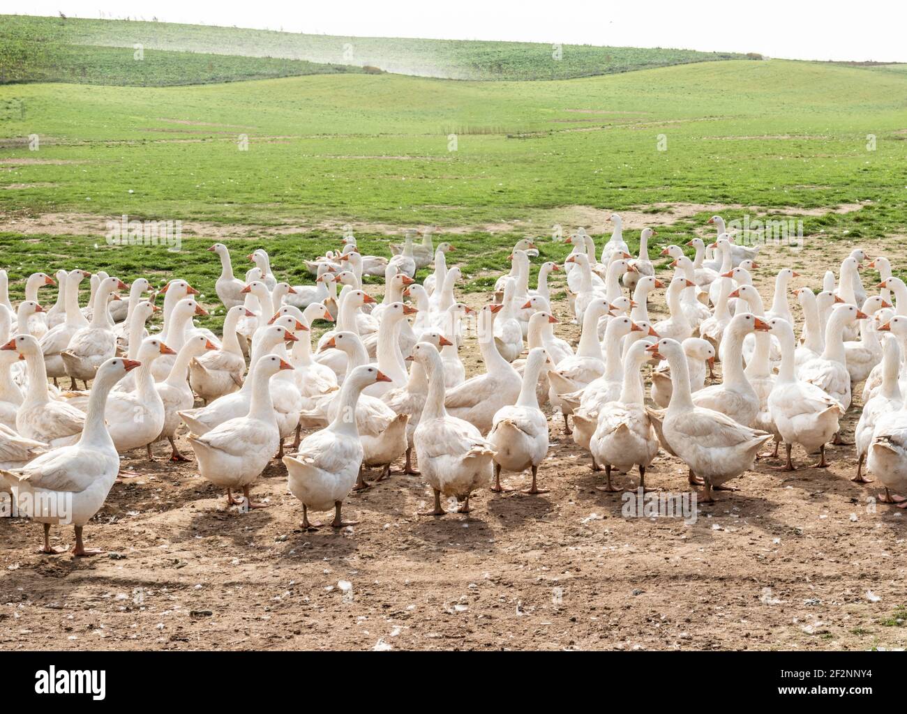 Goose flock, Weidegaense, Anserinae, open field, meadow Stock Photo - Alamy