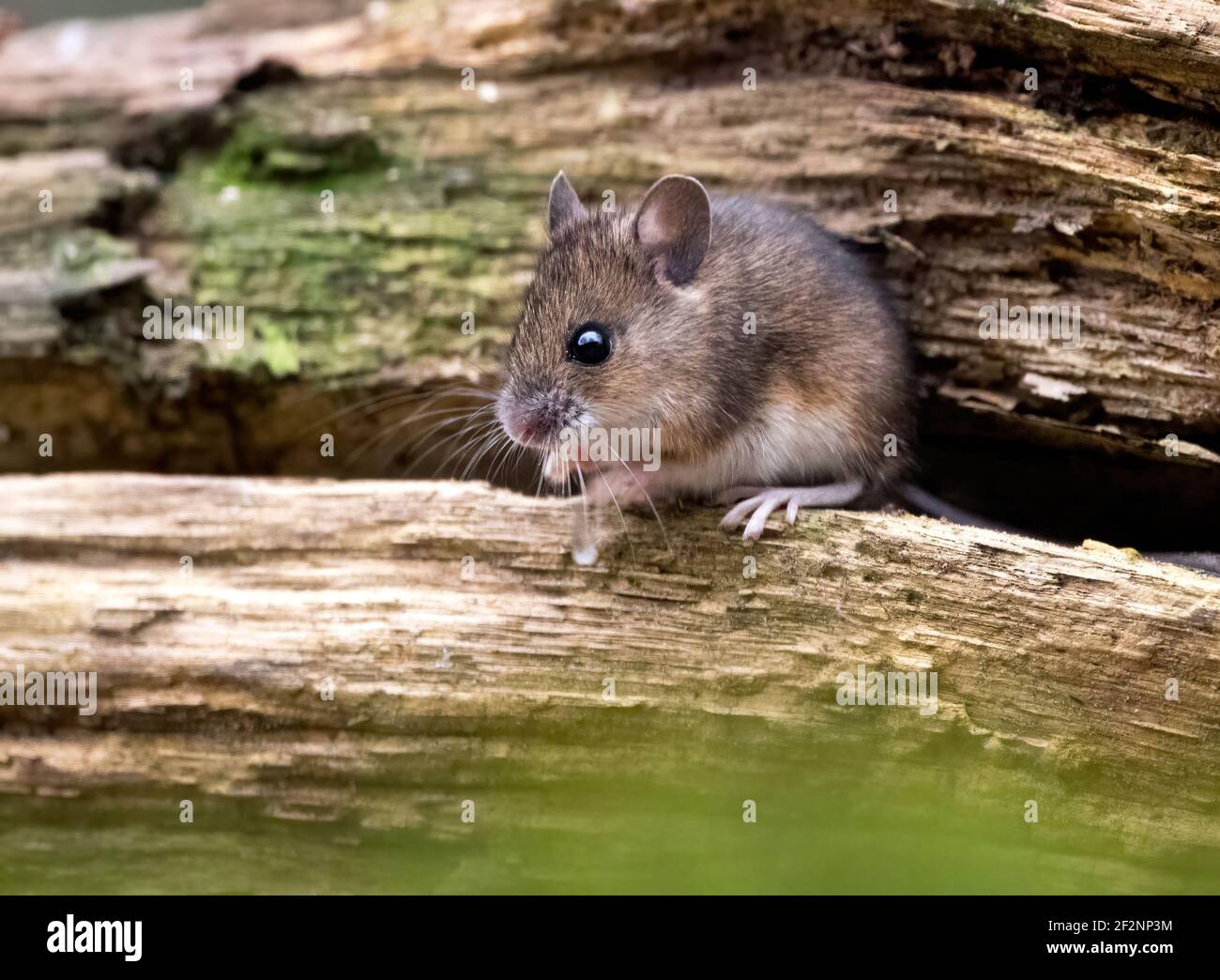 Wood mouse hi-res stock photography and images - Alamy