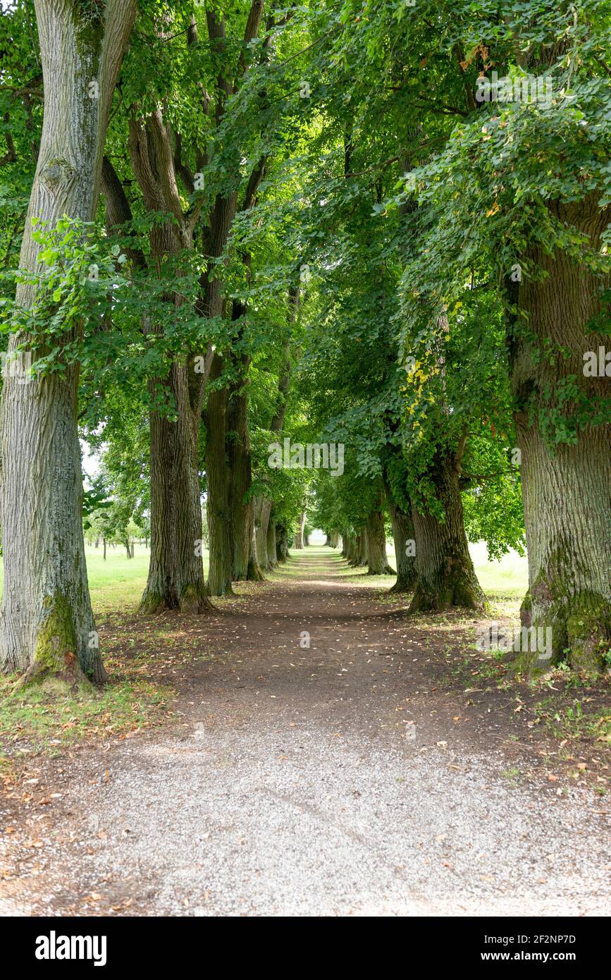 Linden alley, Tilia, trees approx. 200 years old Stock Photo - Alamy