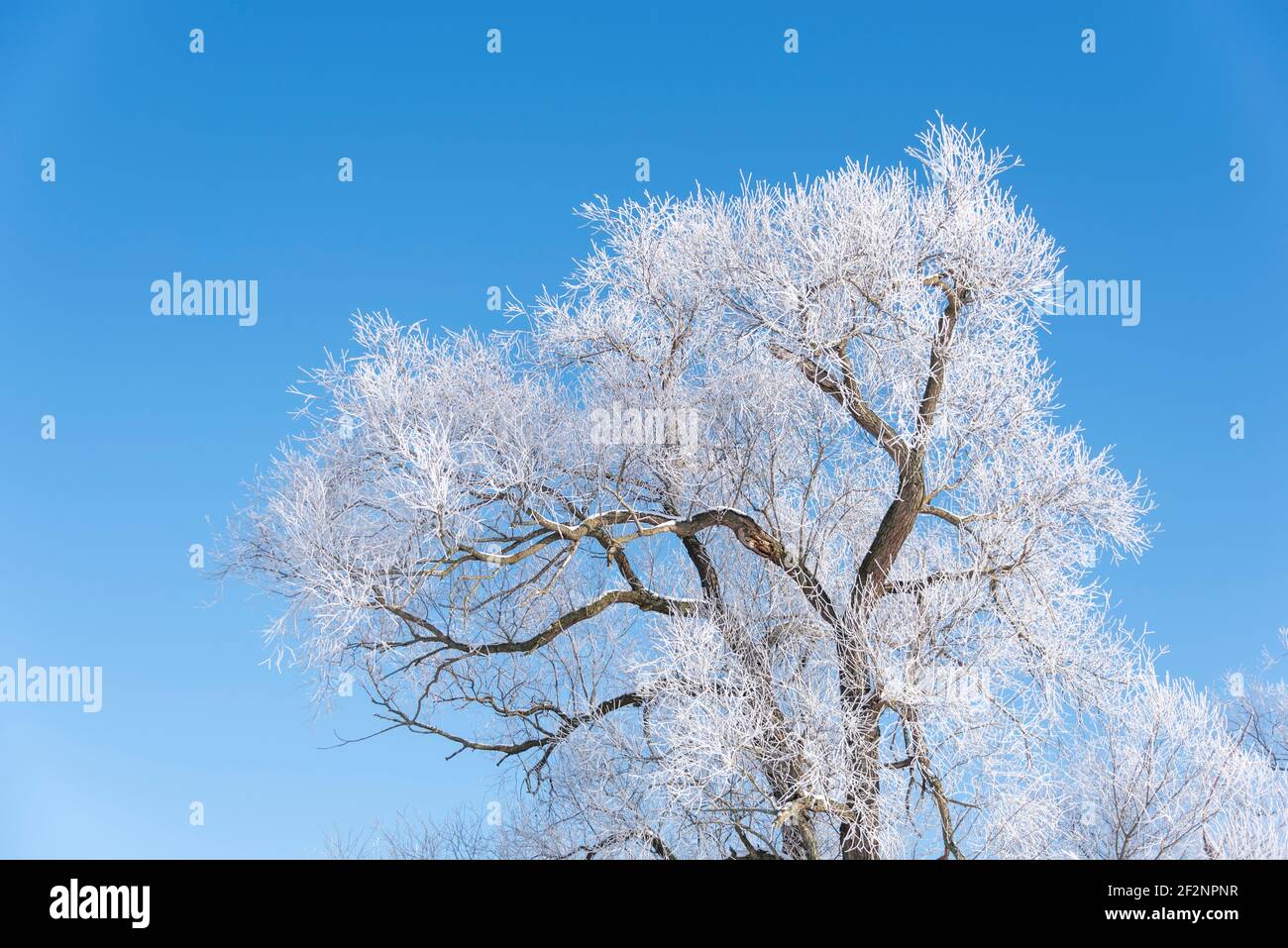 Snowy bough hi-res stock photography and images - Alamy
