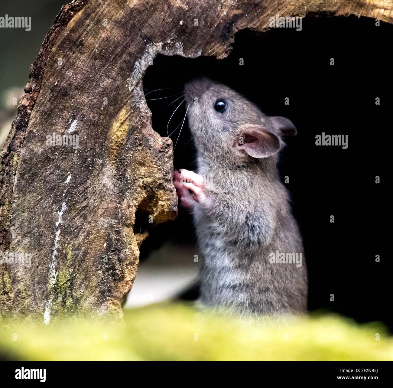 Brown rat (Rattus norvegicus Stock Photo - Alamy