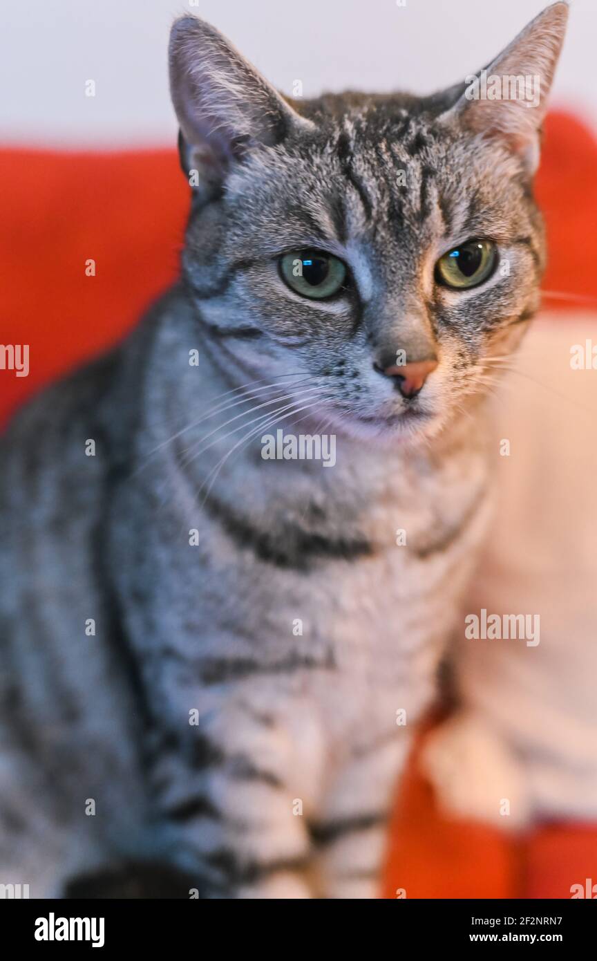 Portrait of a gray European shorthair cat with black stripes and green ...