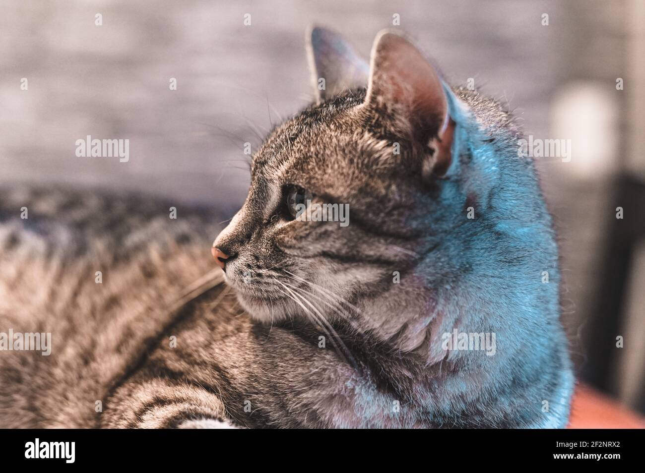 European Shorthair Cat Gray