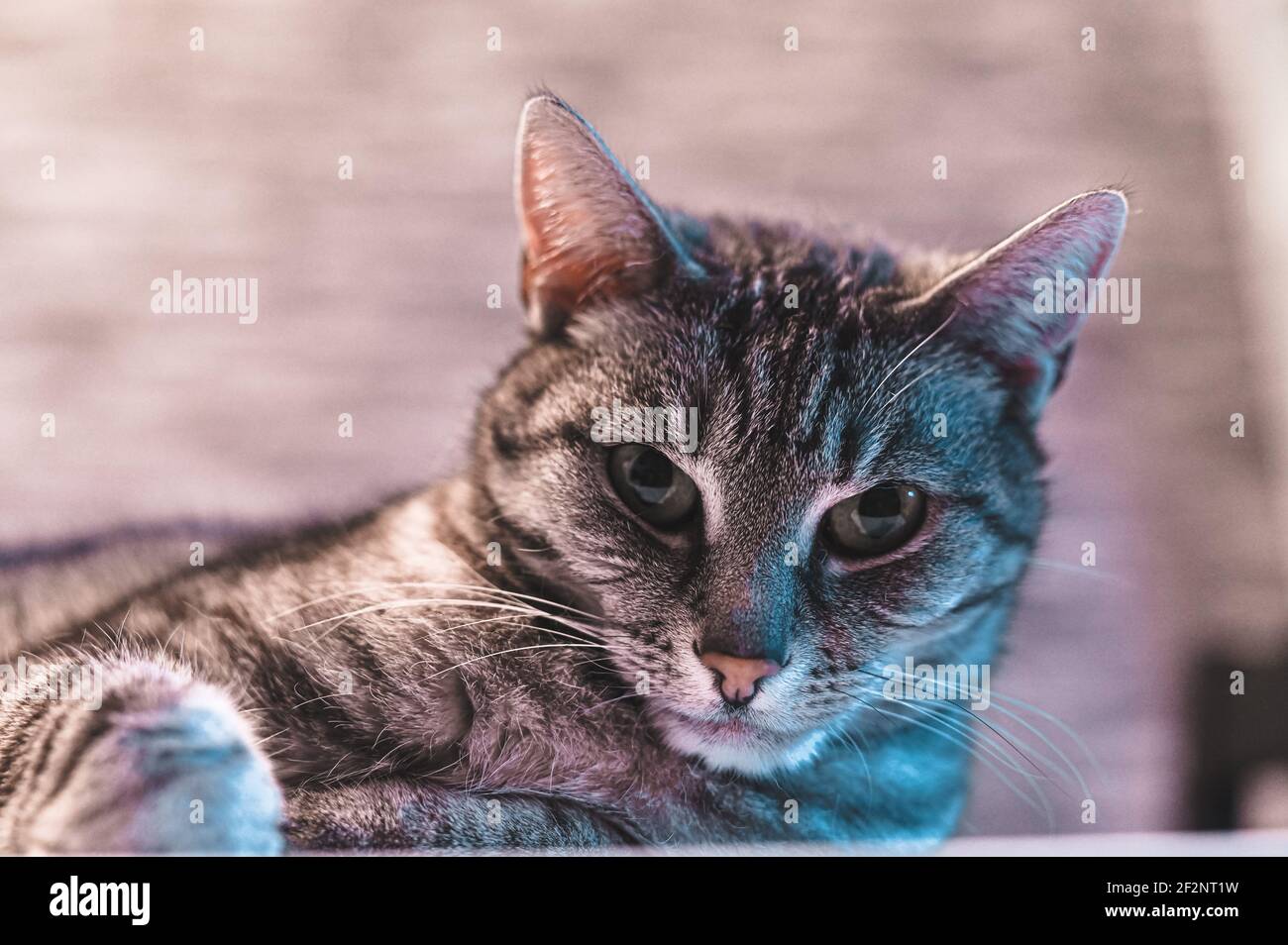 Portrait of a gray European shorthair cat with black stripes and green ...