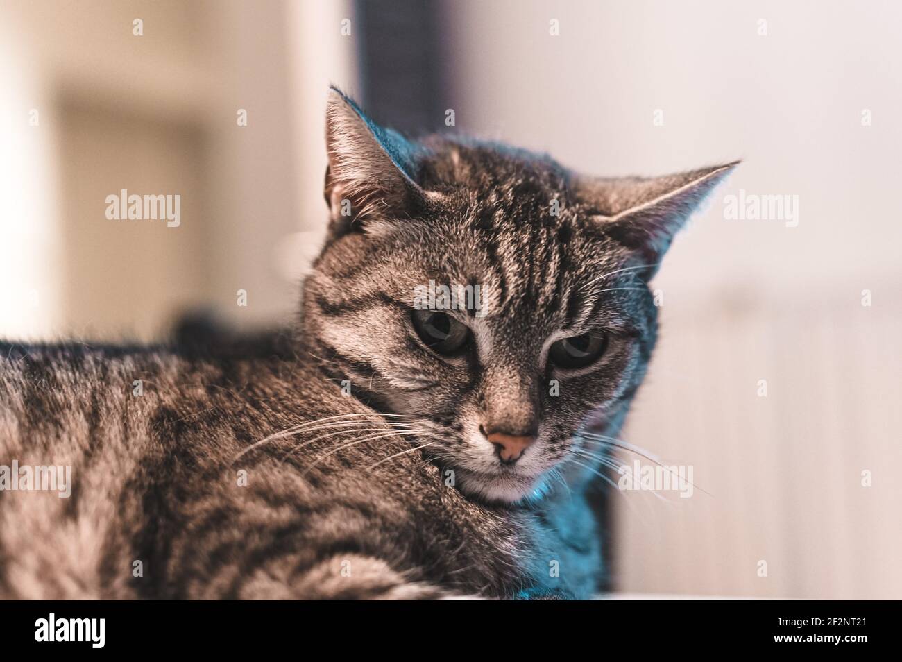 Portrait of a gray European shorthair cat with black stripes and green ...