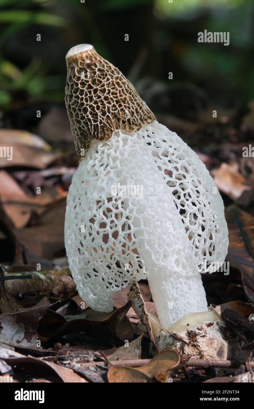 Veiled lady mushroom phallus indusiatus hi-res stock photography and ...