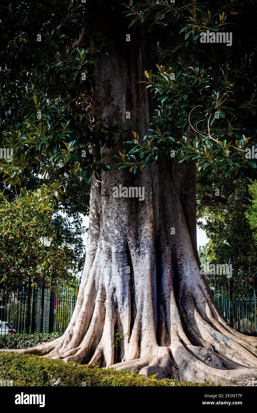 Large Moreton Bay Fig tree, Root of the ficus tree. Gardens of Murillo ...