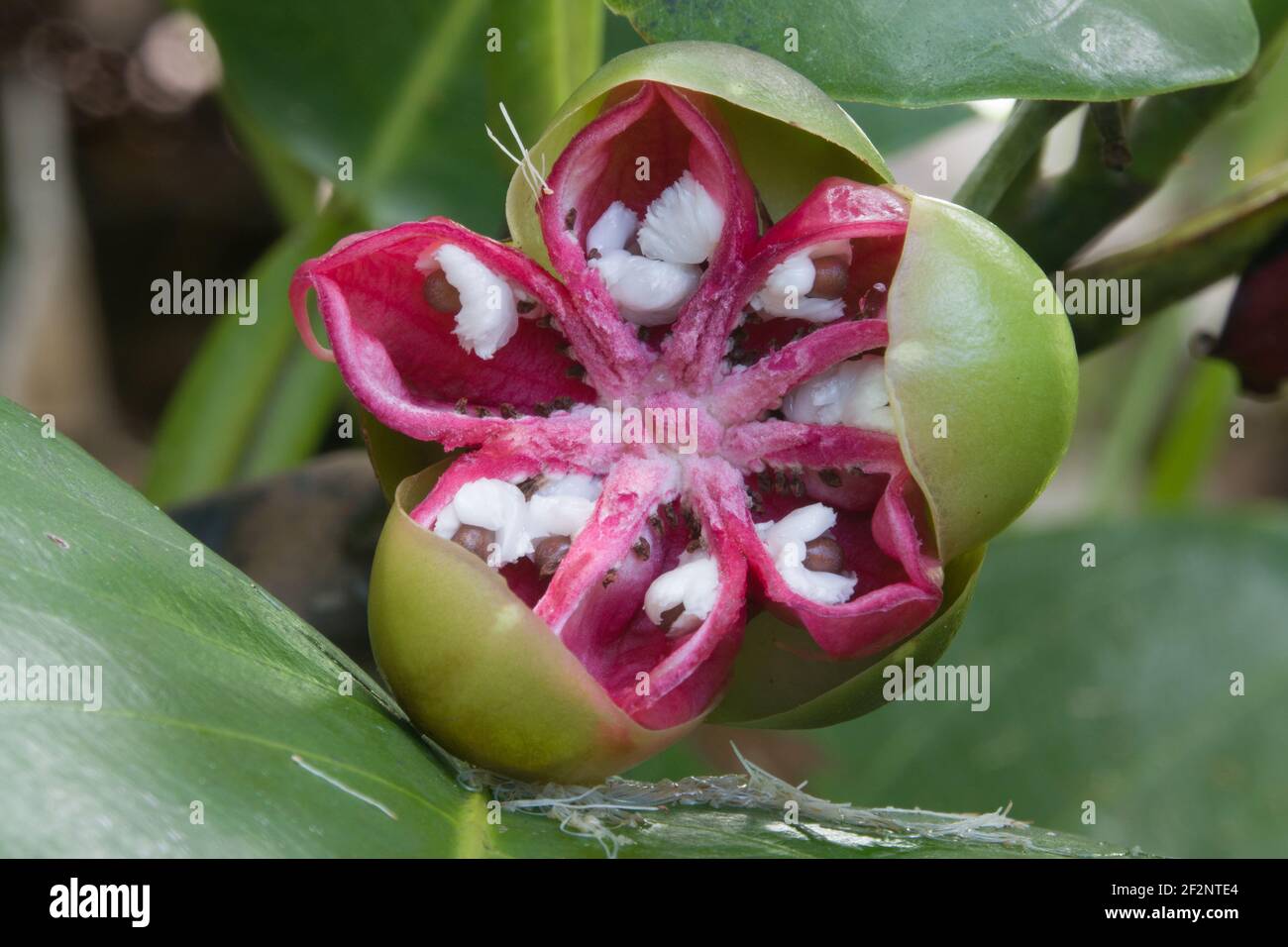 Ripened fruit of Red Beech (Dillenia alata) tree. Photographed at Cow ...