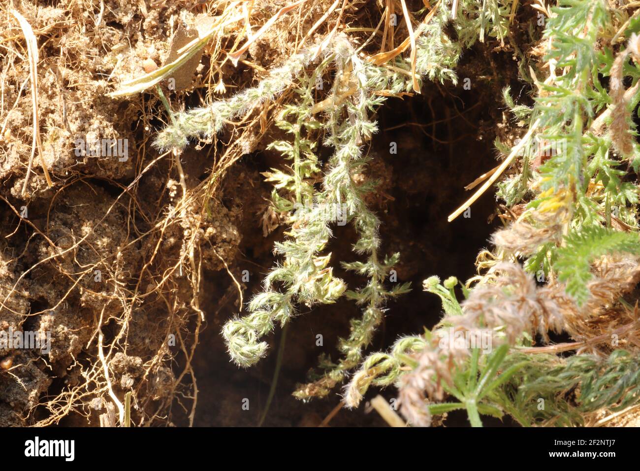 Devon insects hi-res stock photography and images - Alamy