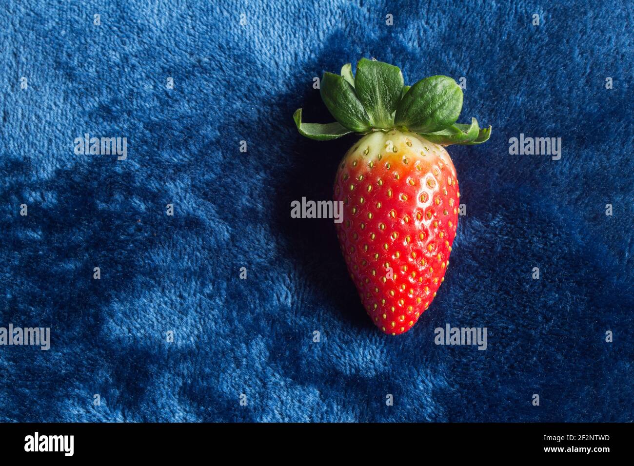 A strawberry isolated on a gradient blue texture background with room ...