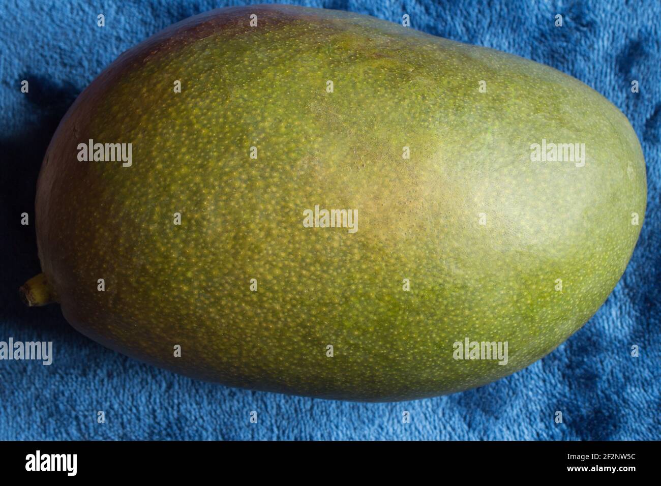 Close-up of the skin of a huge mango on a blue table. Tropical fruits ...
