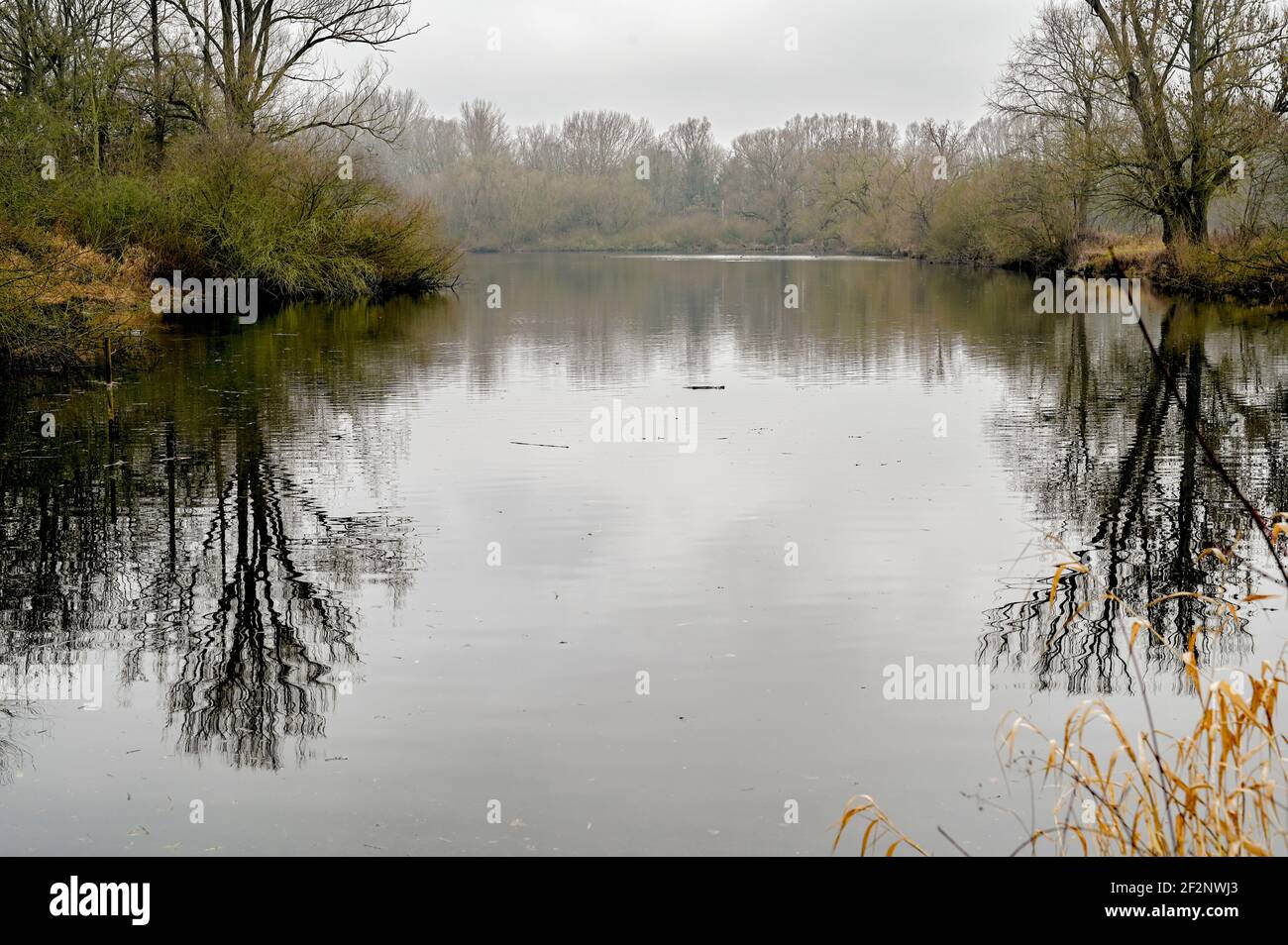Forest and meadows in spring Stock Photo - Alamy
