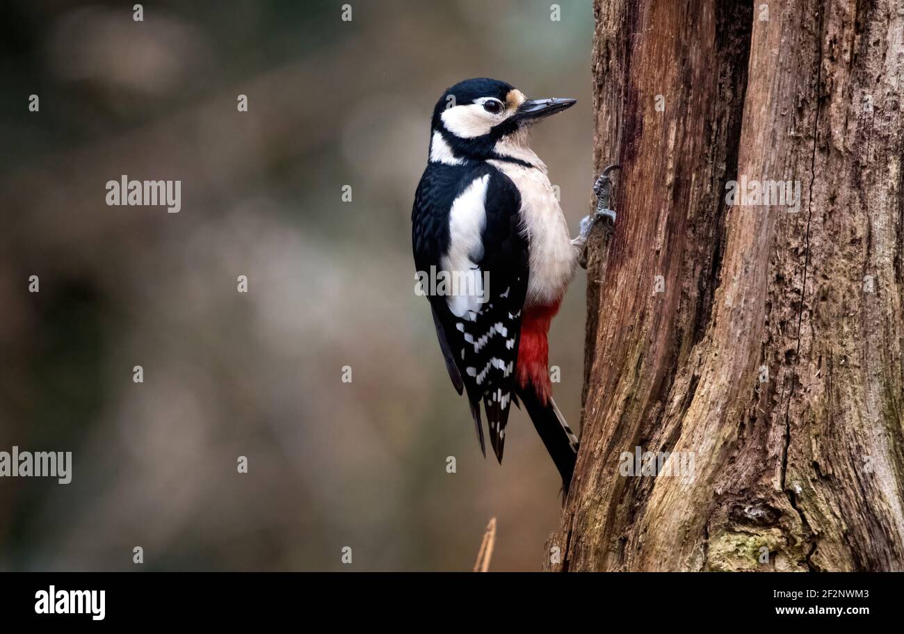 Great spotted woodpecker (Dendrocopos major Stock Photo - Alamy