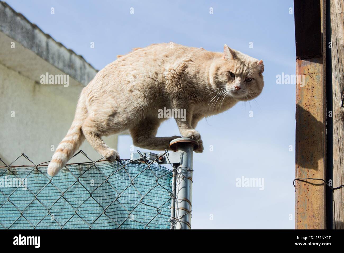 A huge tabby cat with a suspicious face caught red-handed on top of a ...