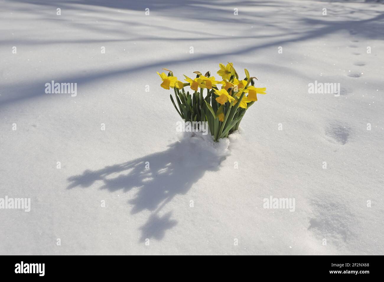 Osterglocken hi-res stock photography and images - Alamy