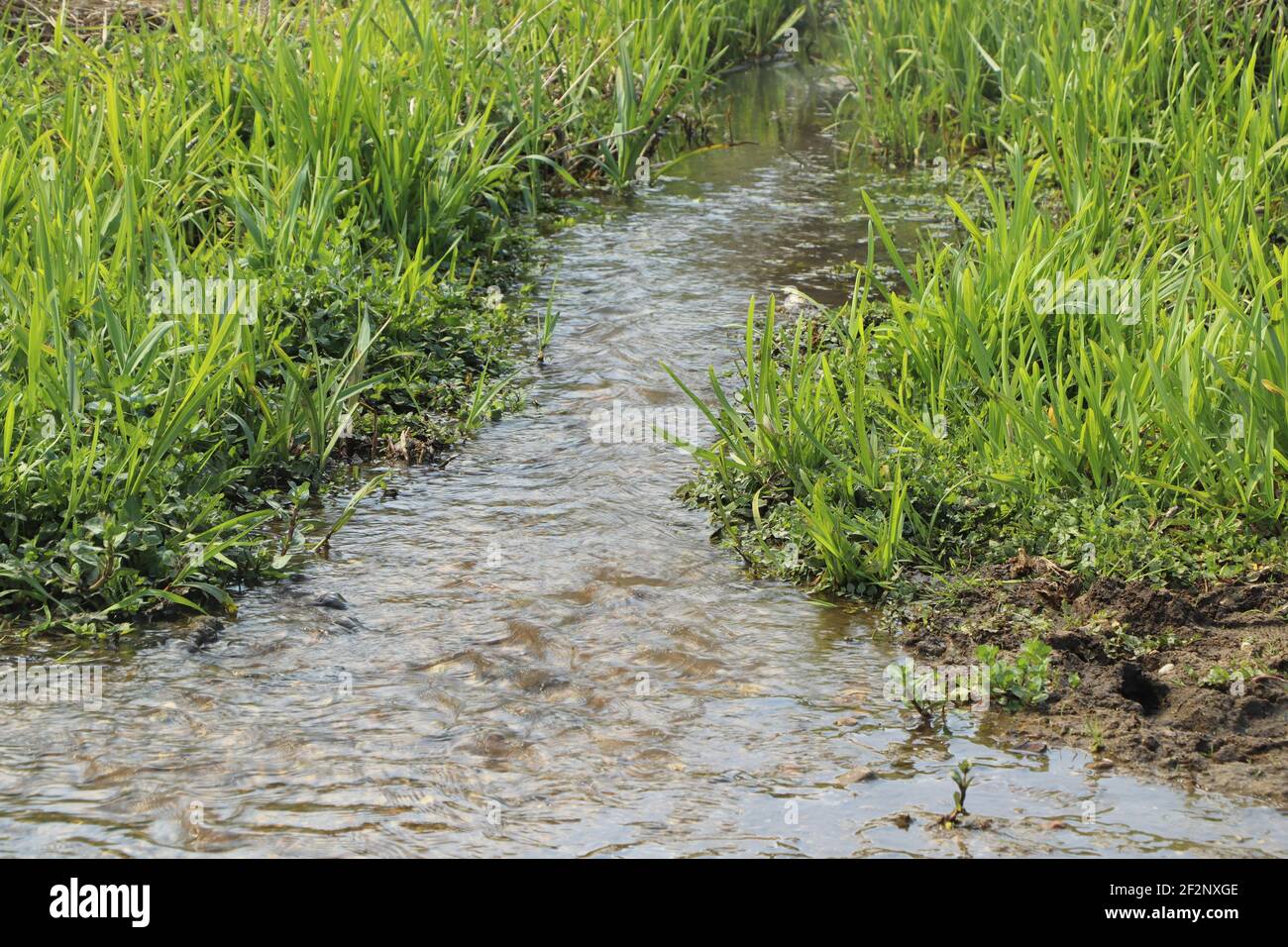 Ground level close up of mud and water sloshing down a stream Stock ...