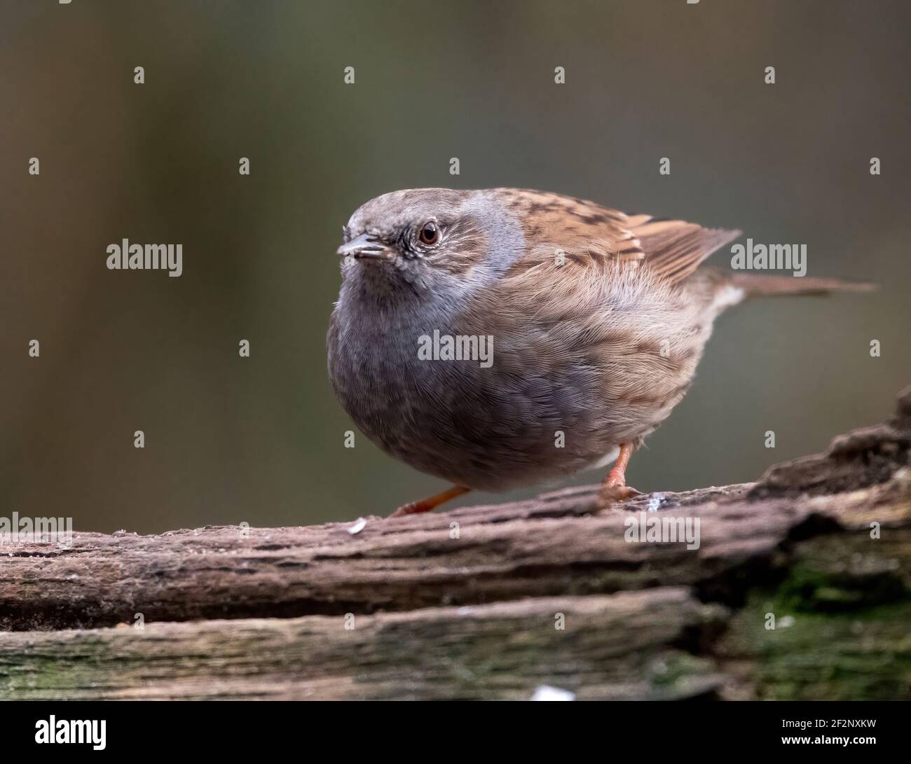 Dunnock (Prunella modularis Stock Photo - Alamy