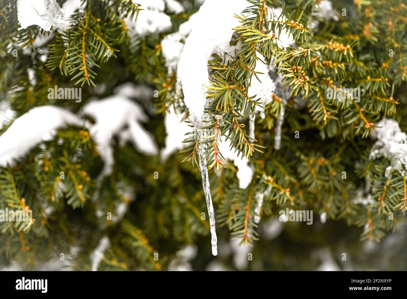 Snow covered thuja hedge hi-res stock photography and images - Alamy