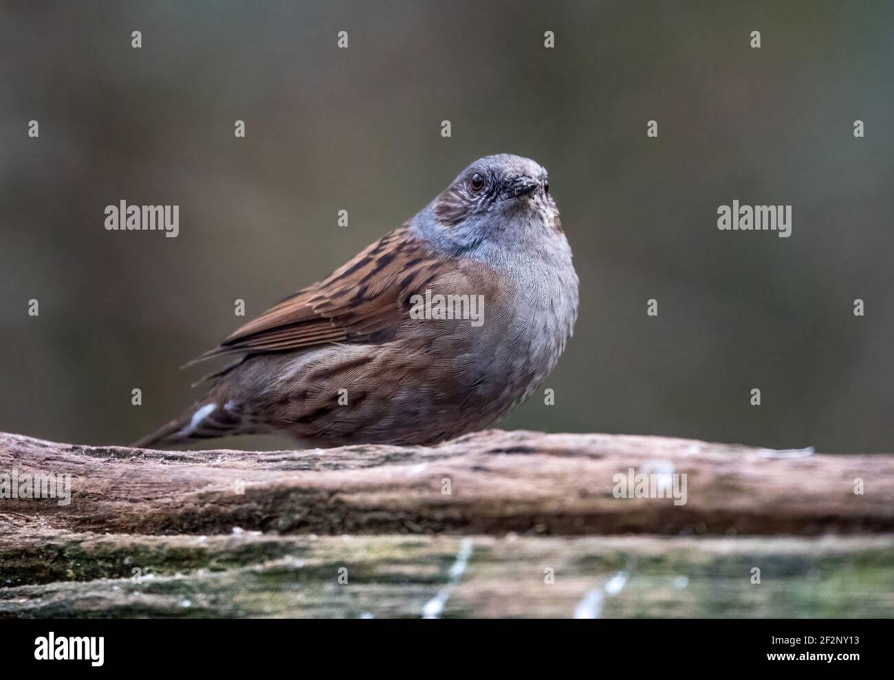 Dunnock (Prunella modularis Stock Photo - Alamy
