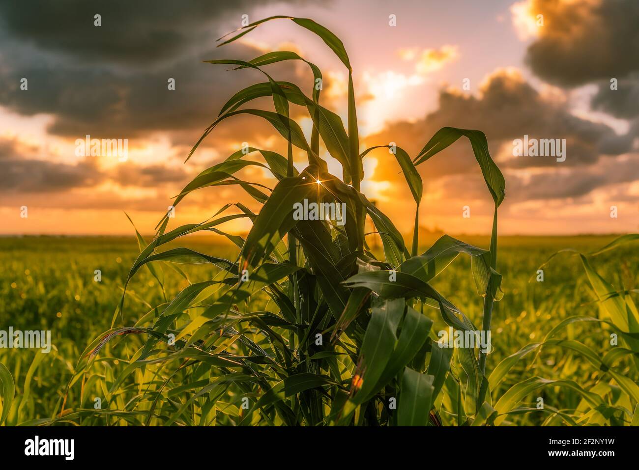 Sugar cane crop hi-res stock photography and images - Alamy