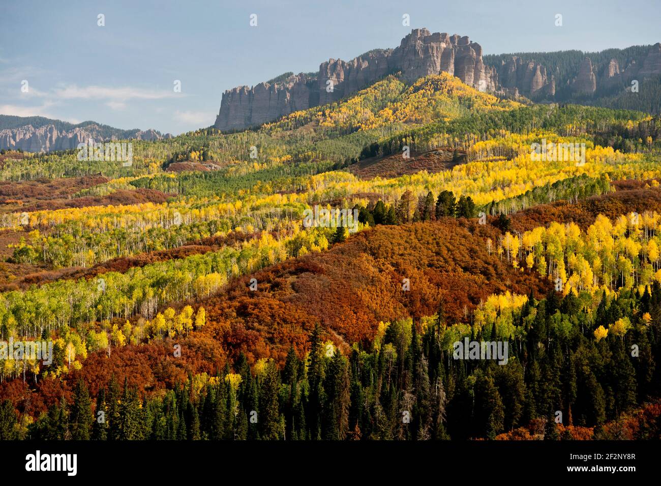 Fall color (Gambel oak. quaking aspen and Colorado blue spruce) in SW ...