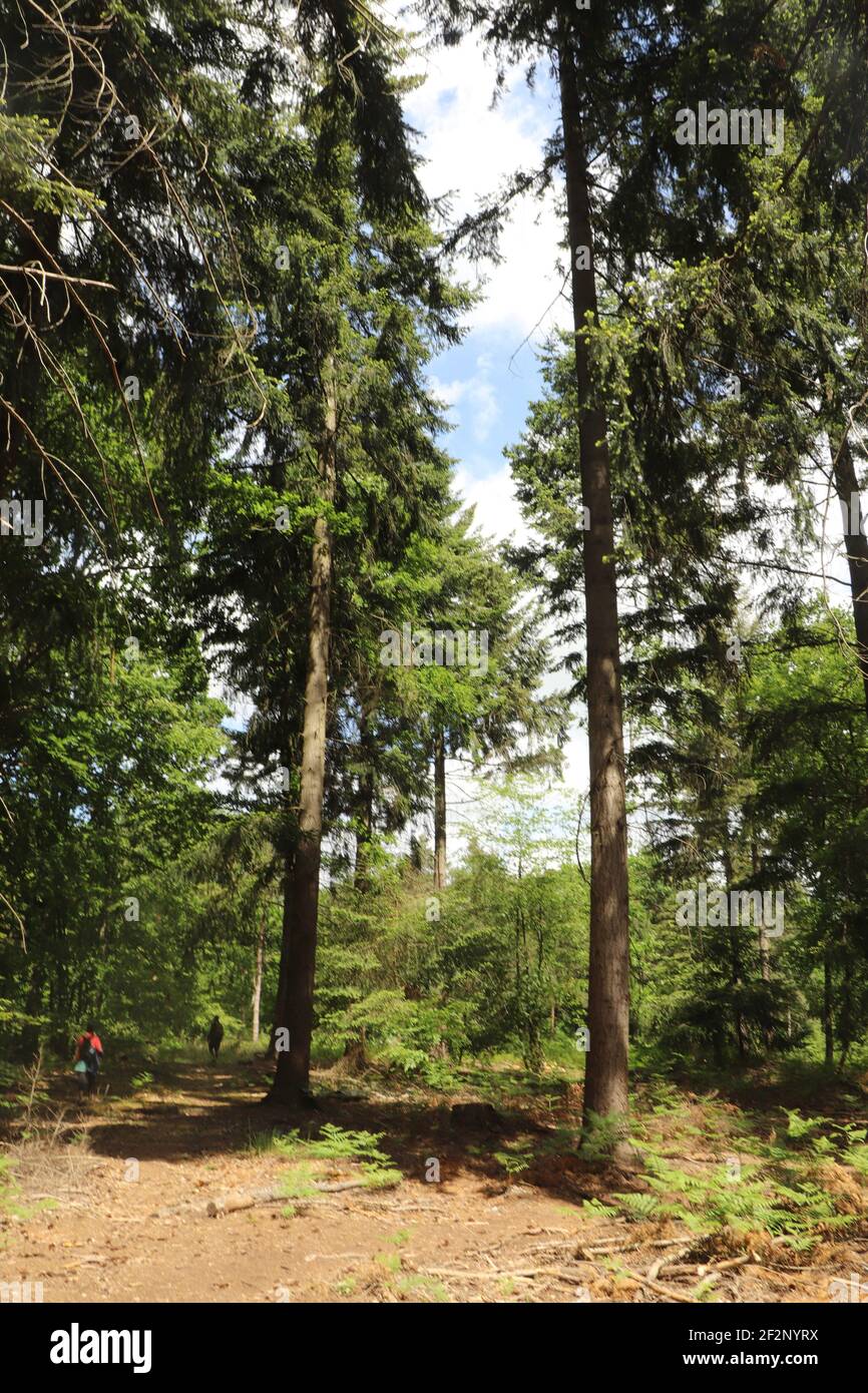 Greenery and Foliage on a stroll through the forest Stock Photo - Alamy