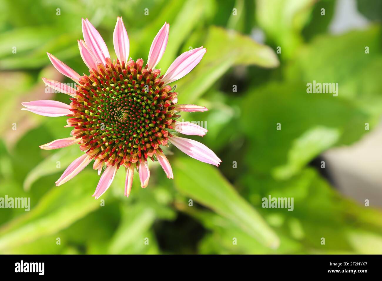 Macro of coneflowers in full bloom during later summer Stock Photo - Alamy