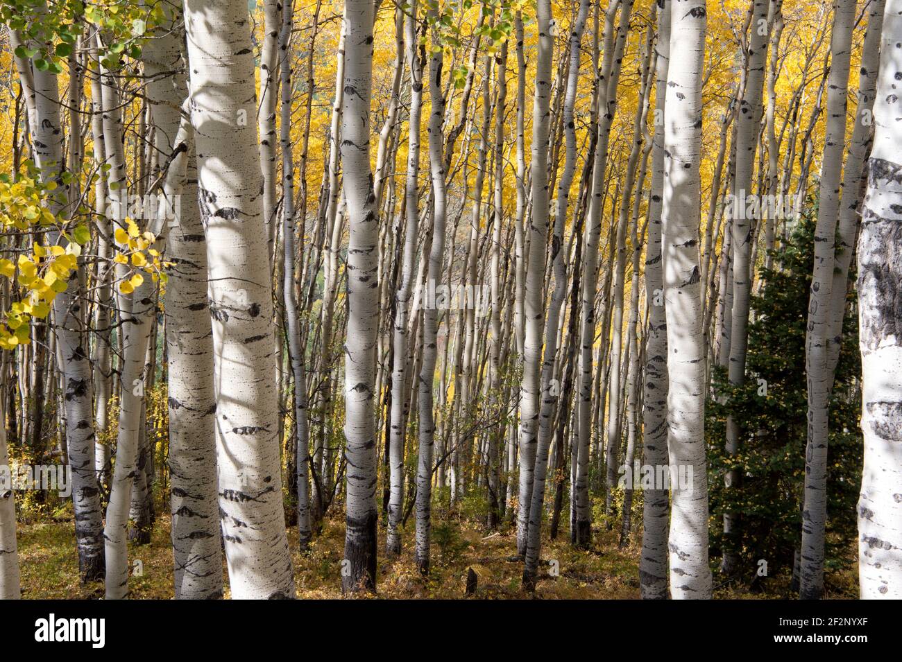 Fall color in quaking aspen grove in SW Colorado Stock Photo - Alamy