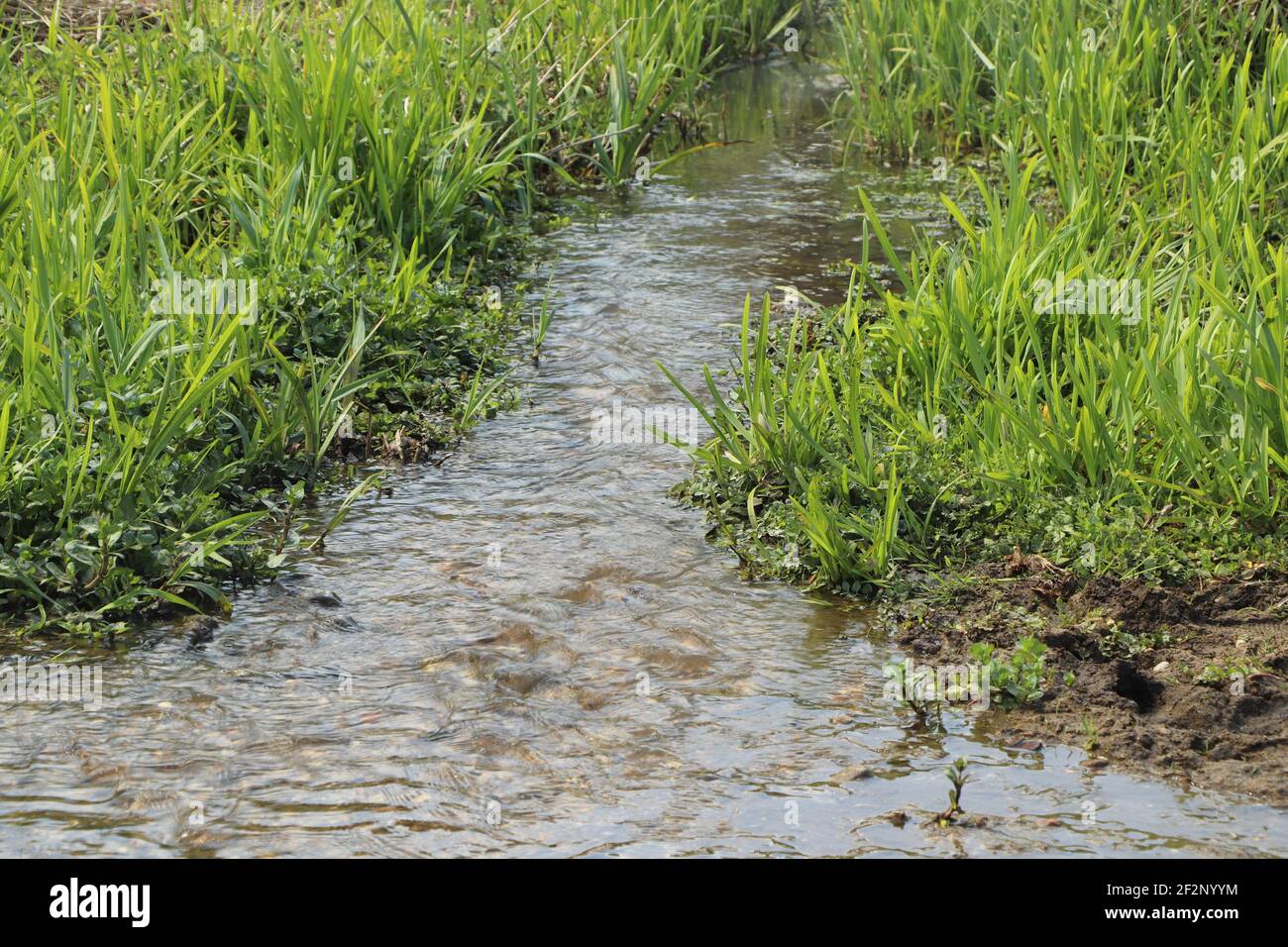 Ground level close up of mud and water sloshing down a stream Stock ...
