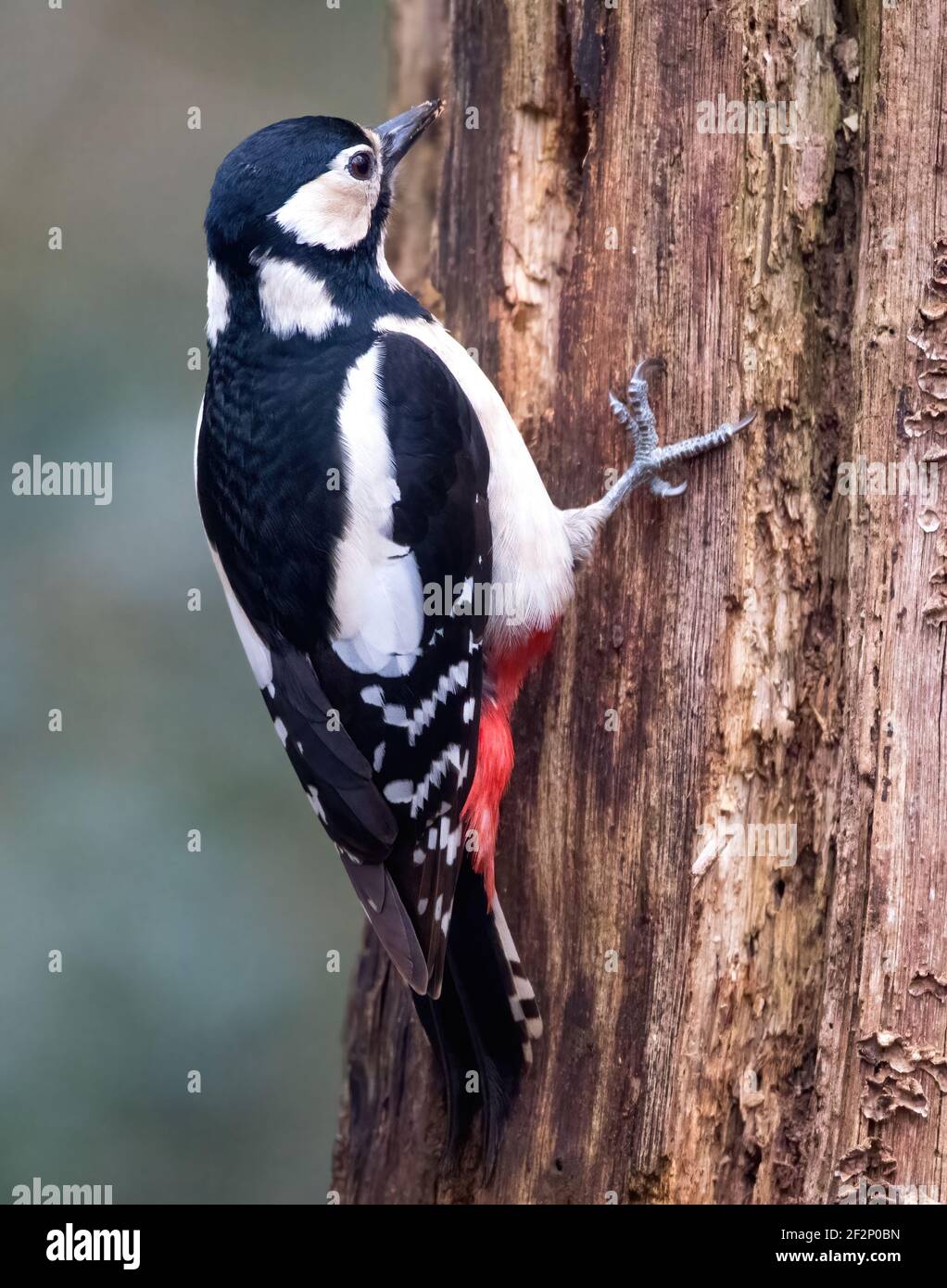 Great spotted woodpecker (Dendrocopos major Stock Photo - Alamy