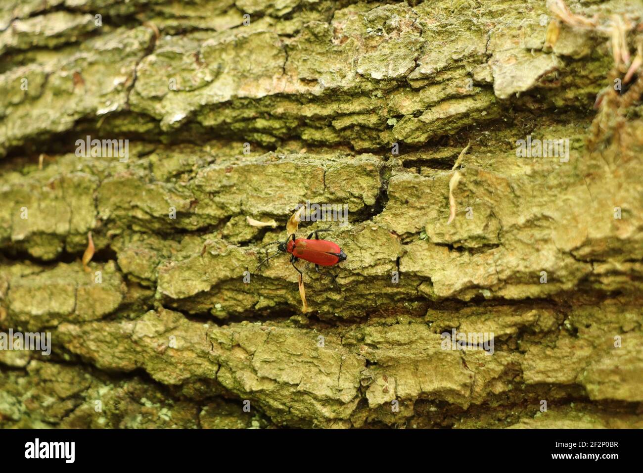Red bug crawling over the tree bark at the start of summer Stock Photo ...